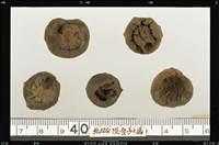 正倉院 - 正倉院